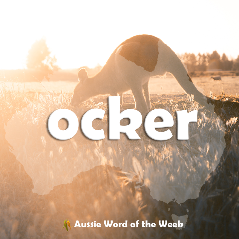 Ode to ocker Aussies - Macquarie