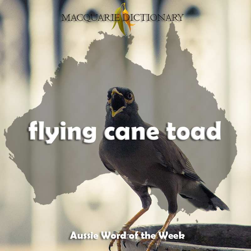 Beware the flying cane toad - Macquarie